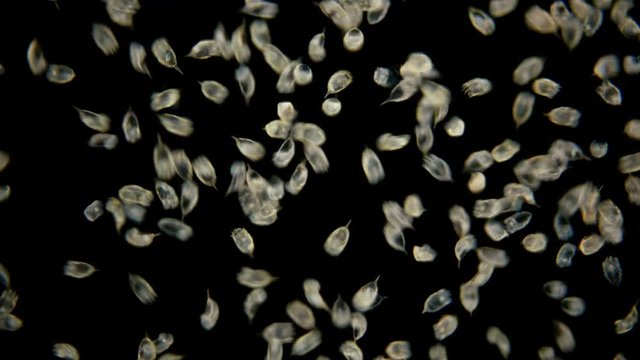 Keratella Images – Browse 68 Stock Photos, Vectors, and Video | Adobe Stock