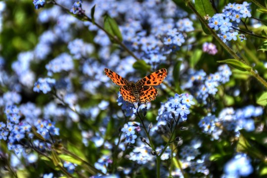 Distelarten-Bilder: Stock-Fotos & -Videos. | Adobe Stock