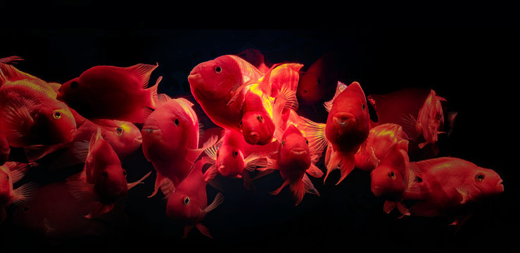 Free Fish Images – Browse 12,518 Free Stock Photos, Vectors, and Video ...