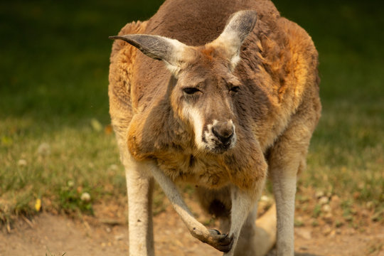 "Sick Kangaroo" Images – Browse 3 Stock Photos, Vectors, and Video ...