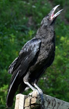 "Big Crow" Images – Browse 32 Stock Photos, Vectors, and Video | Adobe ...