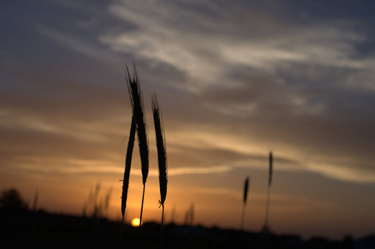 Dield Images – Browse 28 Stock Photos, Vectors, and Video | Adobe Stock