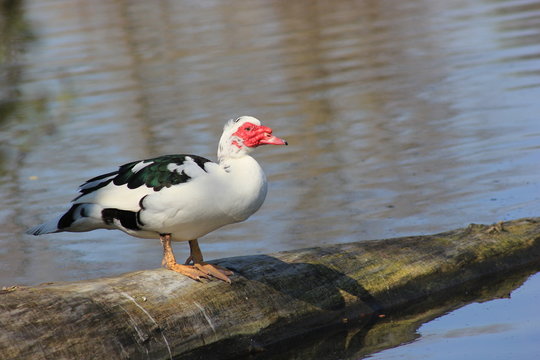 รูปภาพWarzenente – เลือกดูภาพถ่ายสต็อก เวกเตอร์ และวิดีโอ446 | Adobe Stock