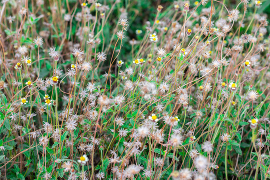รูปภาพTridax – เลือกดูภาพถ่ายสต็อก เวกเตอร์ และวิดีโอ763 | Adobe Stock