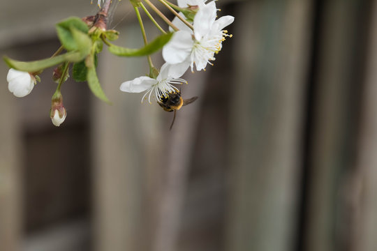 Besmear Bilder – Durchsuchen 479 Archivfotos, Vektorgrafiken und Videos ...