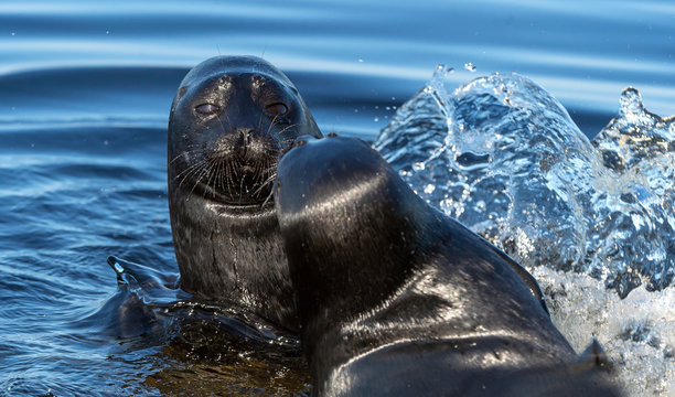 Pusa Bilder – Durchsuchen 925 Archivfotos, Vektorgrafiken und Videos ...