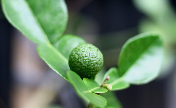 รูปภาพKabuyaw – เลือกดูภาพถ่ายสต็อก เวกเตอร์ และวิดีโอ13 | Adobe Stock