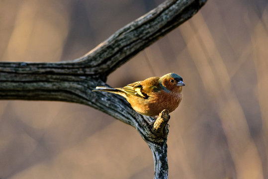 Fringuelli Images – Browse 61 Stock Photos, Vectors, and Video | Adobe ...