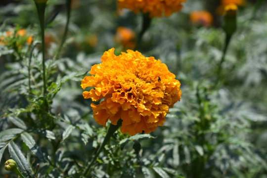 Tagette Images – Browse 64 Stock Photos, Vectors, and Video | Adobe Stock