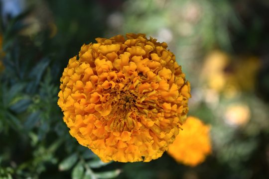 Tagette Images – Browse 53 Stock Photos, Vectors, and Video | Adobe Stock