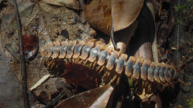 Scolopendromorpha Bilder – Durchsuchen 70 Archivfotos, Vektorgrafiken ...