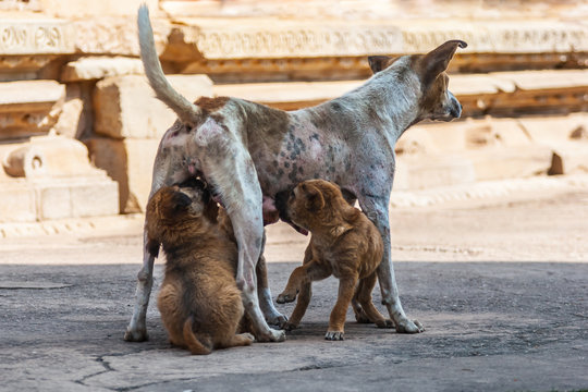 Estray Bilder – Durchsuchen 411 Archivfotos, Vektorgrafiken und Videos ...