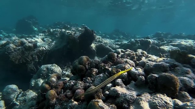 รูปภาพCulebra – เลือกดูภาพถ่ายสต็อก เวกเตอร์ และวิดีโอ4,162 | Adobe Stock