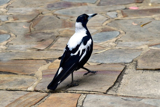 "Australian Magpie" Images – Browse 1,418 Stock Photos, Vectors, and ...
