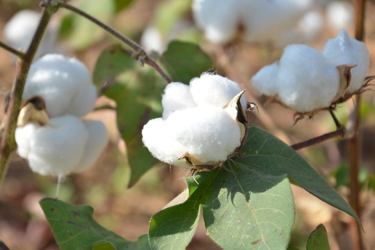 Imágenes de Coton: descubre bancos de fotos, ilustraciones, vectores y ...