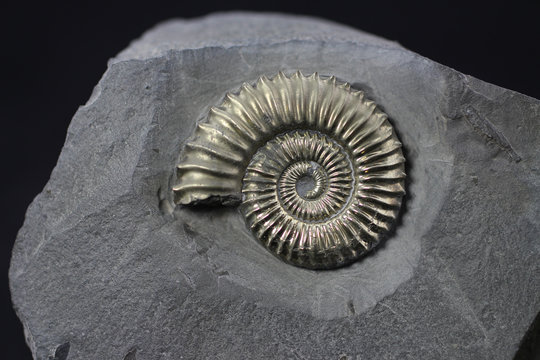 Ammonite Images – Browse 11,002 Stock Photos, Vectors, and Video ...