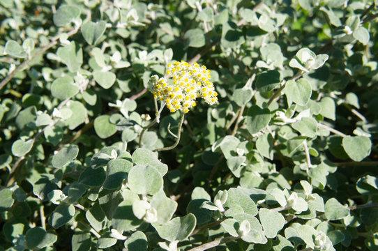 Imphepho Images – Browse 57 Stock Photos, Vectors, and Video | Adobe Stock