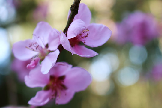รูปภาพPessegueiro – เลือกดูภาพถ่ายสต็อก เวกเตอร์ และวิดีโอ530 | Adobe Stock