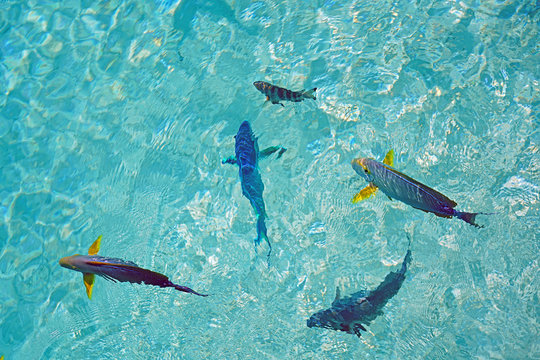 Pollyfish Billeder – Gennemse 7,172 stockfotos, vektorer og videoer ...