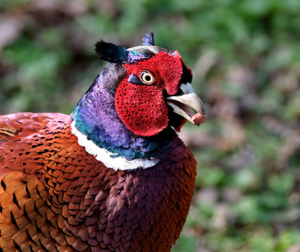 Galliforme Images – Browse 15,151 Stock Photos, Vectors, and Video ...