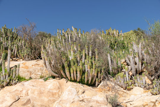Naboom Bilder – Durchsuchen 358 Archivfotos, Vektorgrafiken und Videos ...