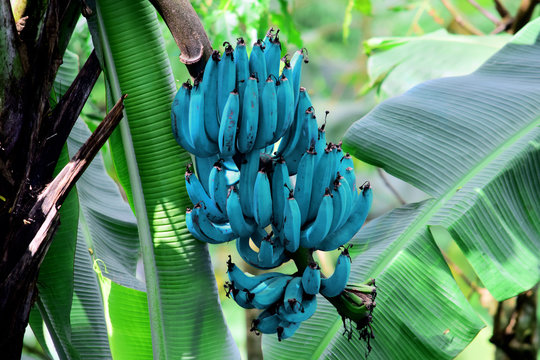 Blue Bananas