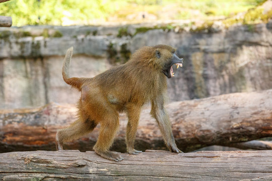 Paviane bilder – Bläddra bland 1,041 stockfoton, vektorer och videor ...