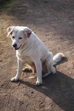 Blanquito Images – Browse 6 Stock Photos, Vectors, and Video | Adobe Stock