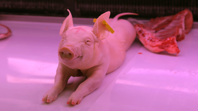 Imagens de Cochinos – Explore Fotografias do Stock, Vetores e Vídeos de ...