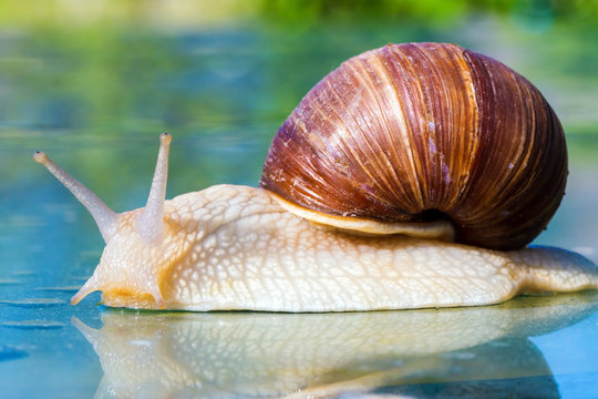 Limacon Images – Browse 36 Stock Photos, Vectors, and Video | Adobe Stock