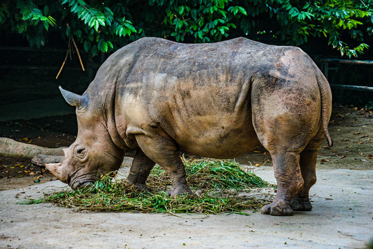 Quenk bilder – Bläddra bland 595 stockfoton, vektorer och videor ...