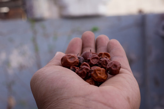 Pandu Images – Browse 92 Stock Photos, Vectors, and Video | Adobe Stock