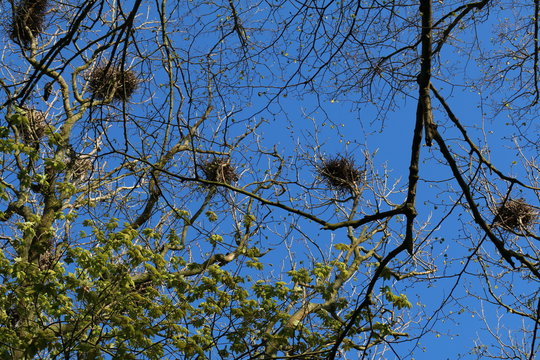 รูปภาพNester – เลือกดูภาพถ่ายสต็อก เวกเตอร์ และวิดีโอ2,634 | Adobe Stock