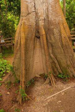 Sumauma Images – Browse 60 Stock Photos, Vectors, and Video | Adobe Stock