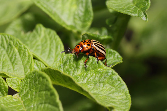 Stonka Images – Browse 75 Stock Photos, Vectors, and Video | Adobe Stock