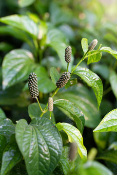 รูปภาพLolot – เลือกดูภาพถ่ายสต็อก เวกเตอร์ และวิดีโอ98 | Adobe Stock