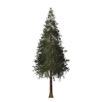 Single Redwood Tree