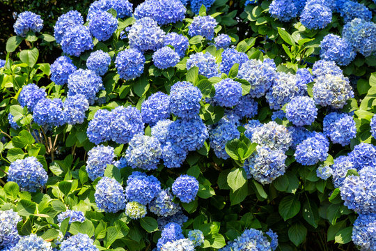 Gortenzia Images – Browse 29 Stock Photos, Vectors, and Video | Adobe Stock