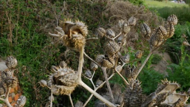 Chamico Images – Browse 40 Stock Photos, Vectors, and Video | Adobe Stock