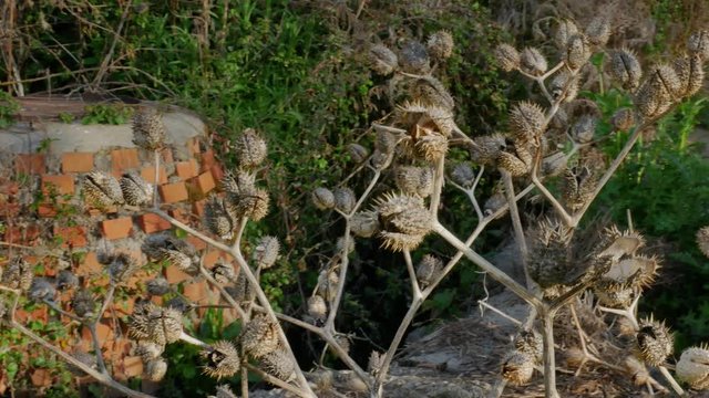 รูปภาพChamico – เลือกดูภาพถ่ายสต็อก เวกเตอร์ และวิดีโอ40 | Adobe Stock