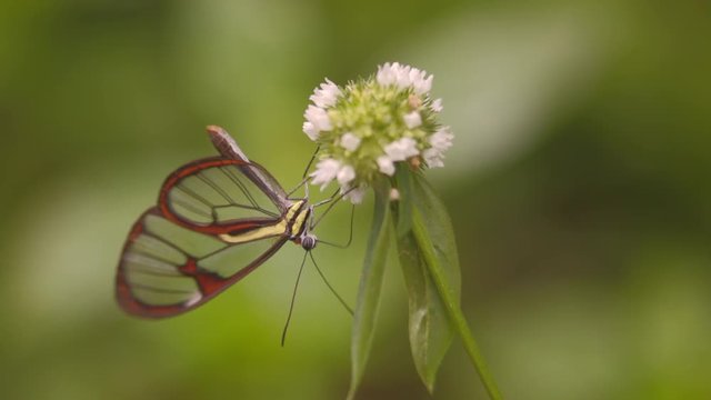 รูปภาพGlasswing – เลือกดูภาพถ่ายสต็อก เวกเตอร์ และวิดีโอ1,021 | Adobe Stock