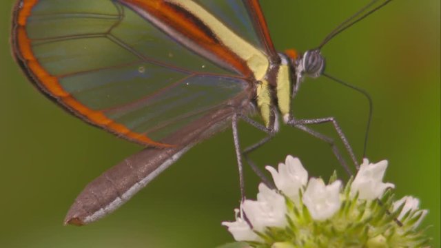 รูปภาพGlasswing – เลือกดูภาพถ่ายสต็อก เวกเตอร์ และวิดีโอ1,021 | Adobe Stock