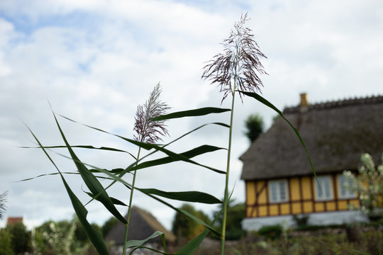 Denish-Bilder: Stock-Fotos & -Videos. | Adobe Stock