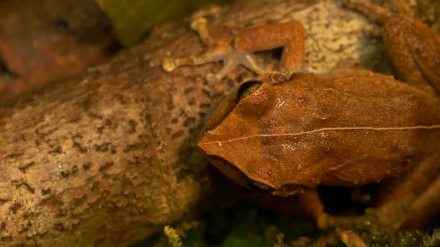 Imagens de Coqui – Explore Fotografias do Stock, Vetores e Vídeos de ...
