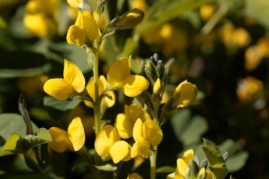 Thermopsis Images – Browse 59 Stock Photos, Vectors, and Video | Adobe ...