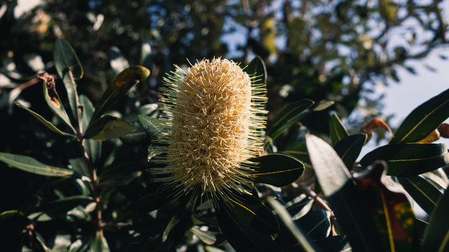 "Australian Flower" Images – Browse 349 Stock Photos, Vectors, and ...