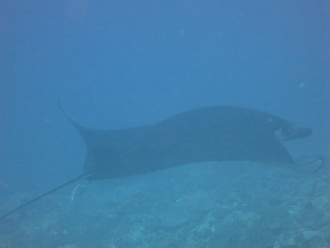 "Manta Raya" Images – Browse 180 Stock Photos, Vectors, and Video ...