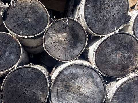 รูปภาพBurch – เลือกดูภาพถ่ายสต็อก เวกเตอร์ และวิดีโอ620 | Adobe Stock