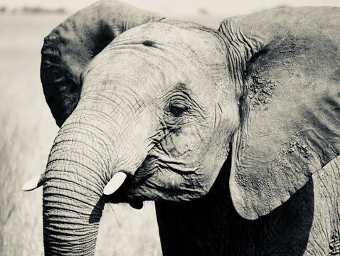 Ellie Bilder – Durchsuchen 316 Archivfotos, Vektorgrafiken und Videos ...