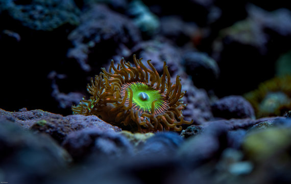 รูปภาพZoa – เลือกดูภาพถ่ายสต็อก เวกเตอร์ และวิดีโอ604 | Adobe Stock